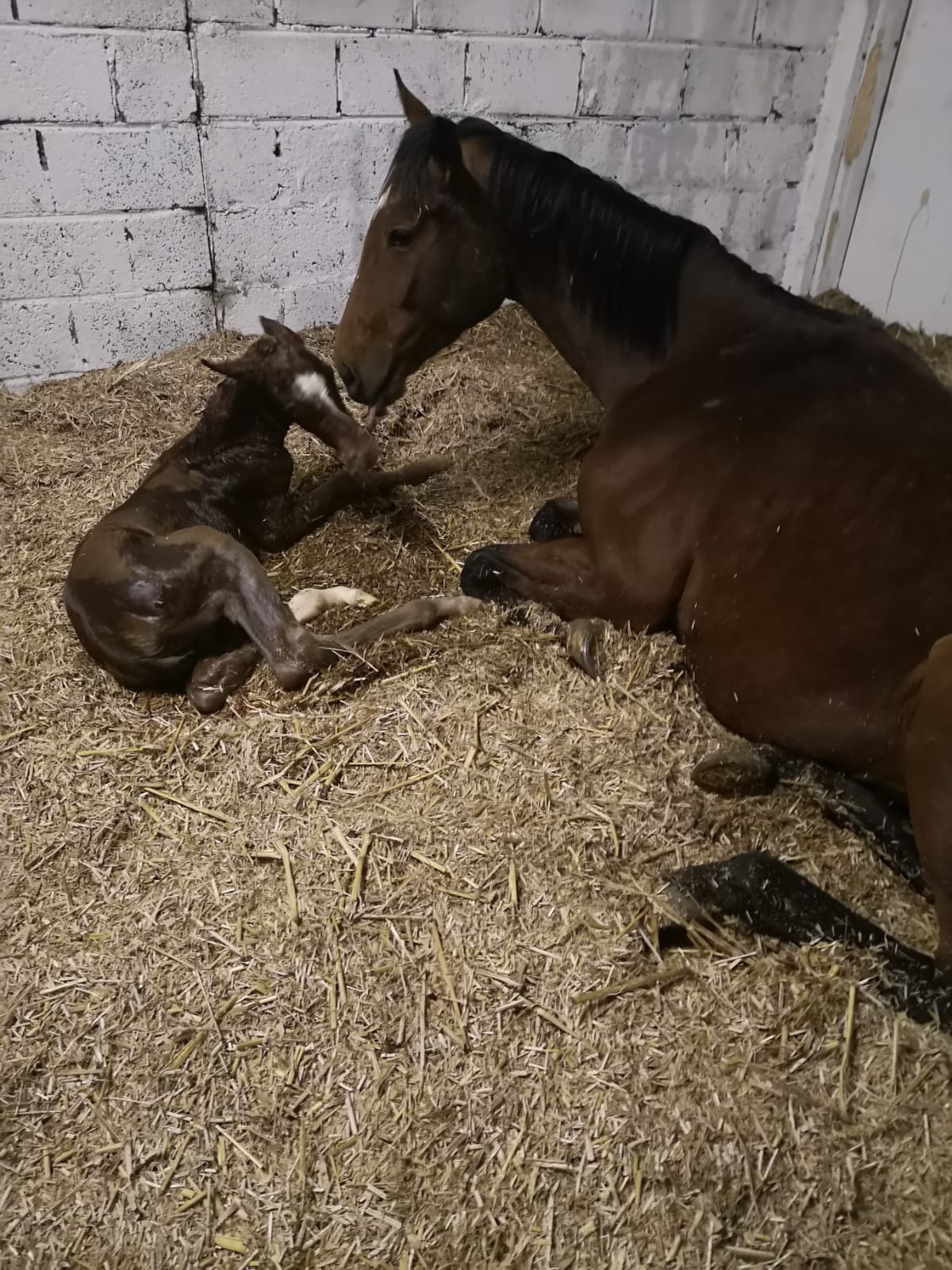 What we do at Hollowlodge Stud – www.hollowlodgestud.com